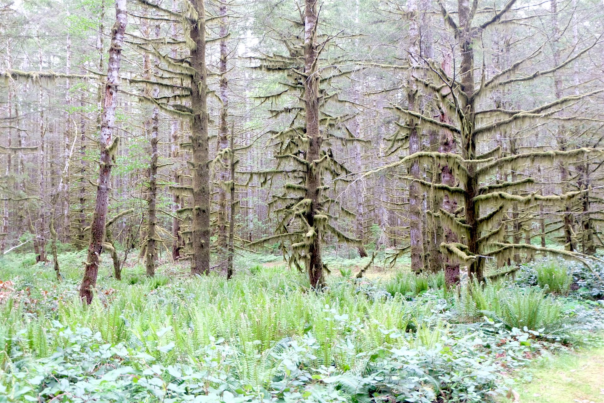 Locations Hub - Snowden Camp Road Forest