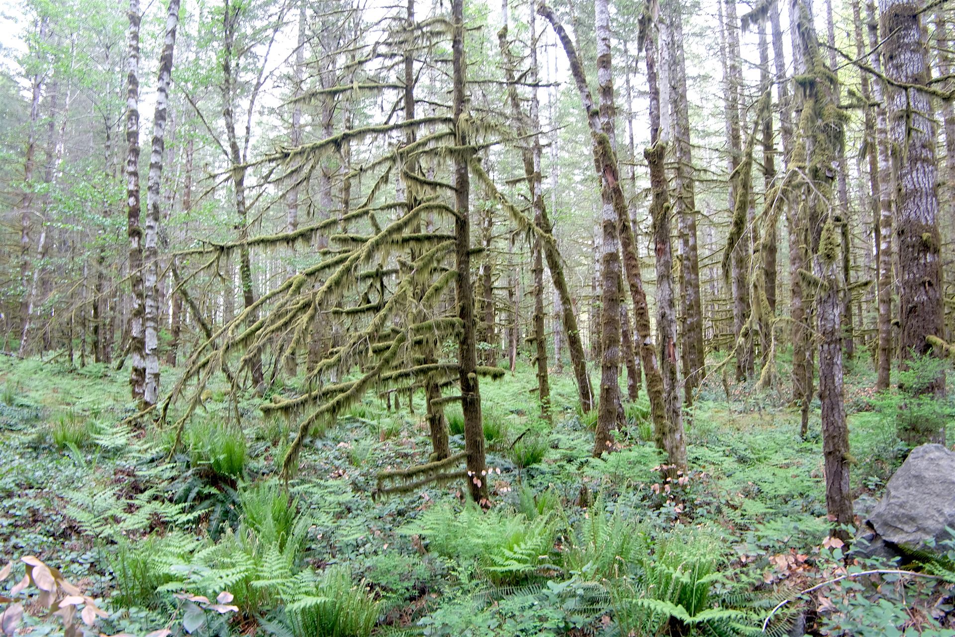 Locations Hub - Snowden Camp Road Forest