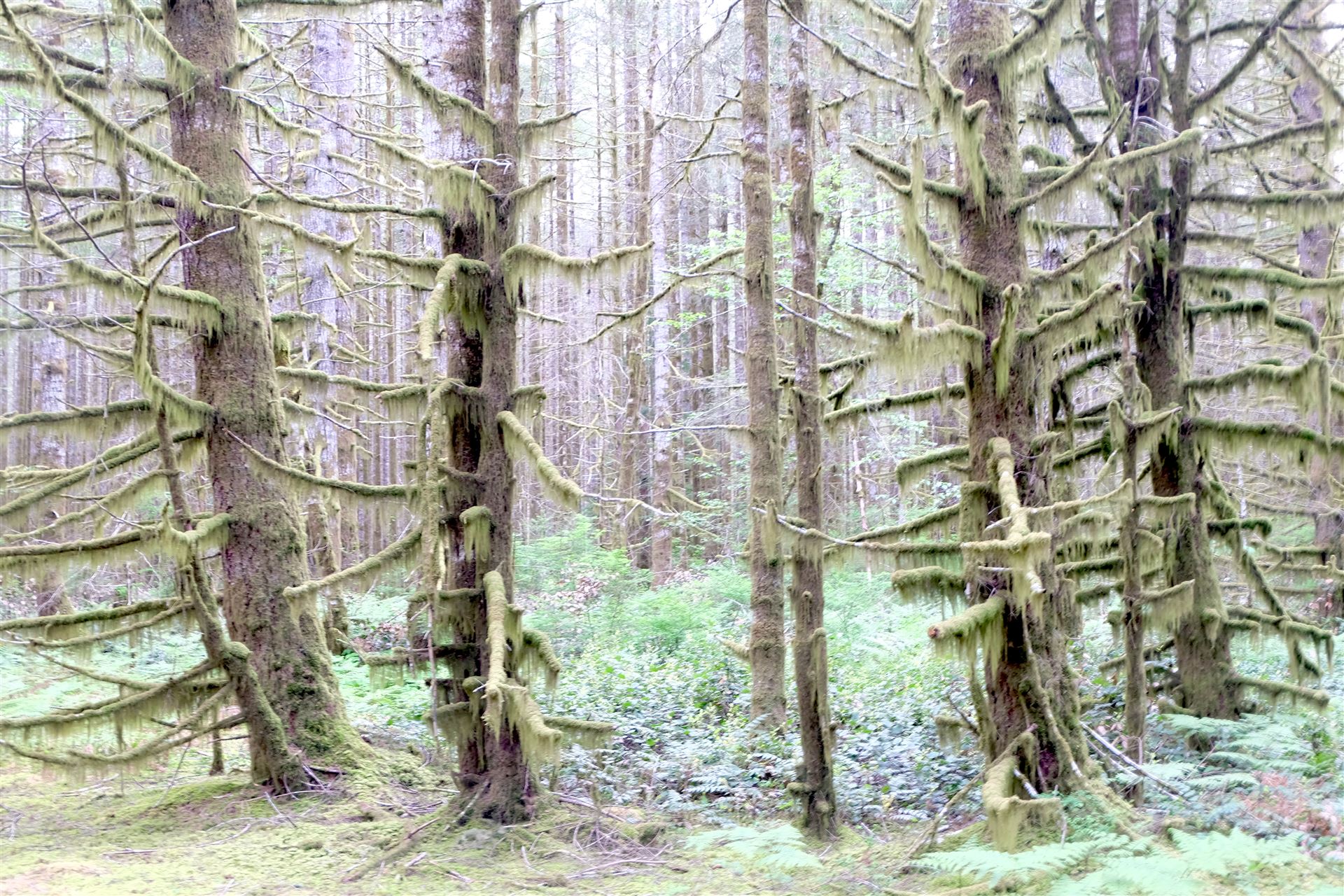 Locations Hub - Snowden Camp Road Forest