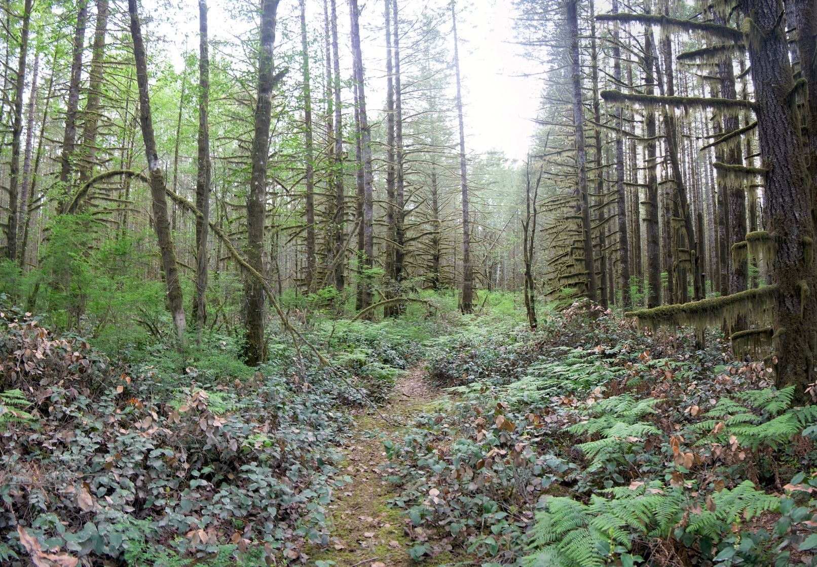 Locations Hub - Snowden Camp Road Forest