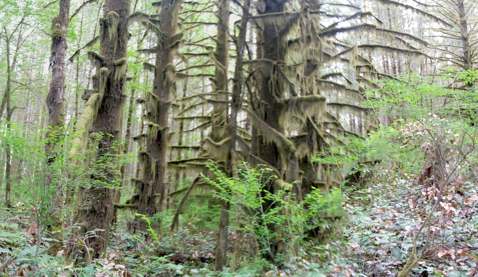 Locations Hub - Snowden Camp Road Forest