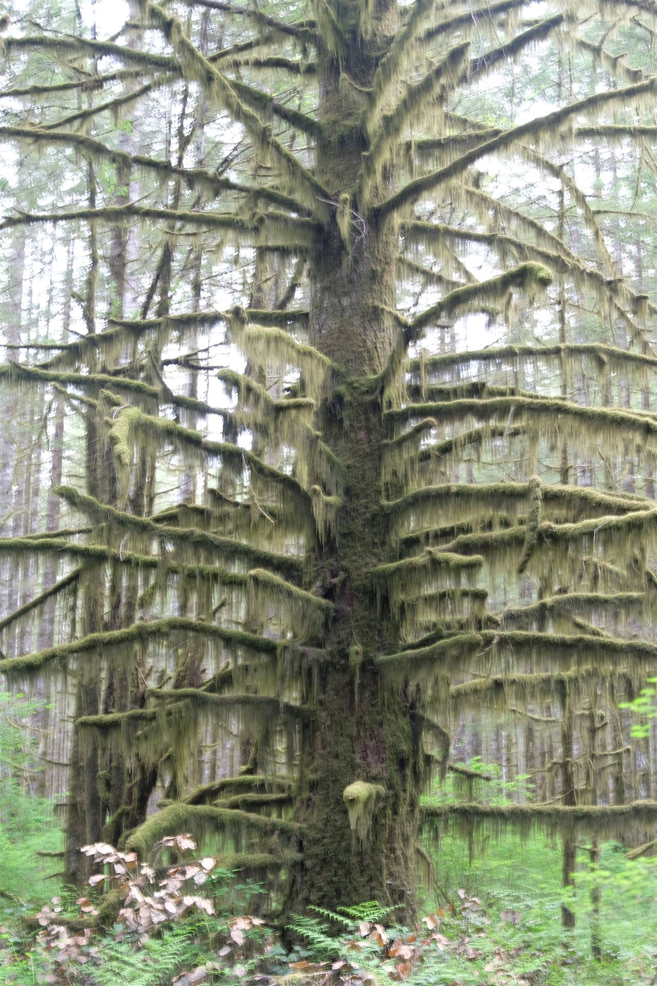 Locations Hub - Snowden Camp Road Forest